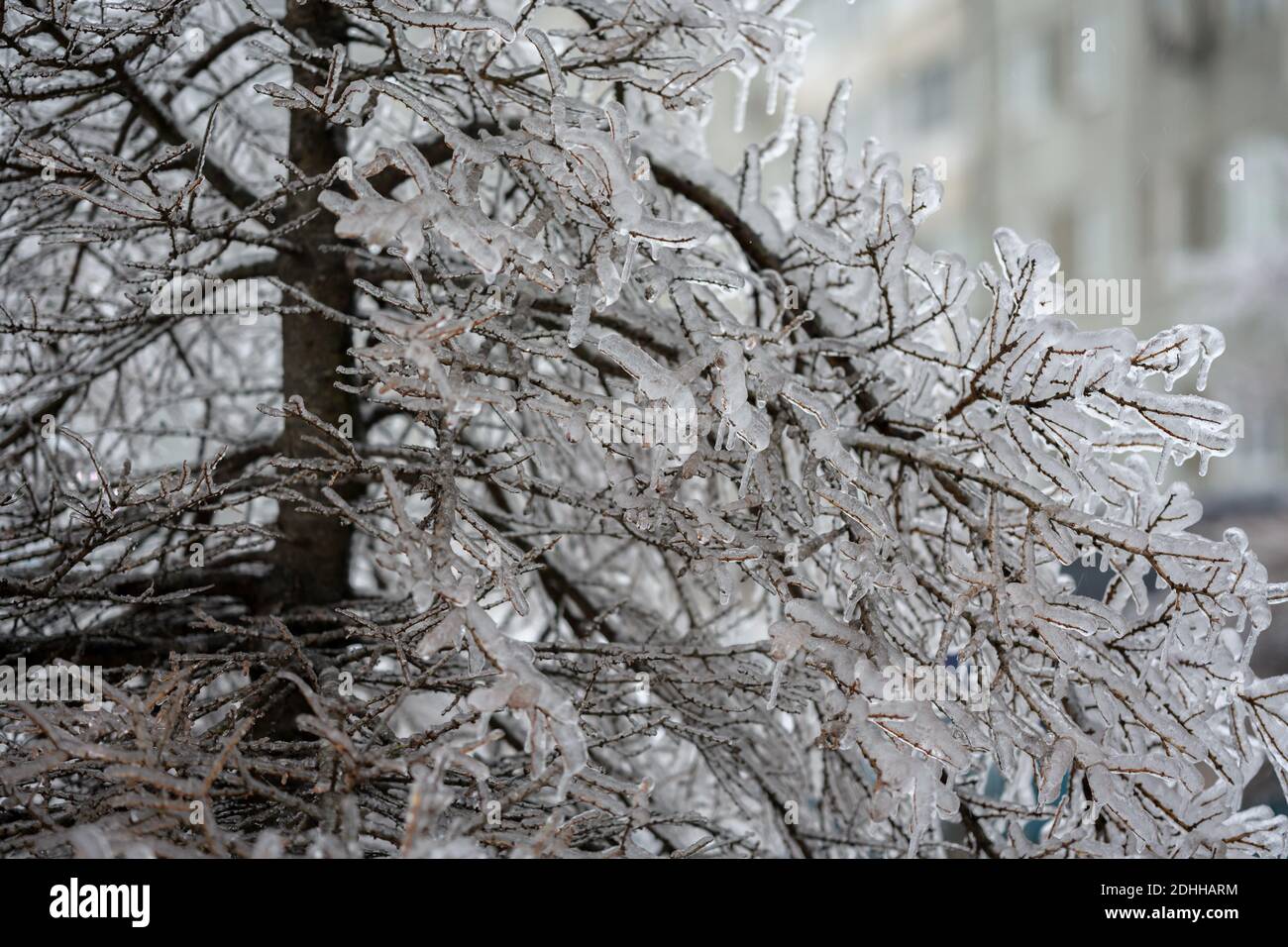 Trees are covered with a crust of ice after icy rain. Natural disaster ...