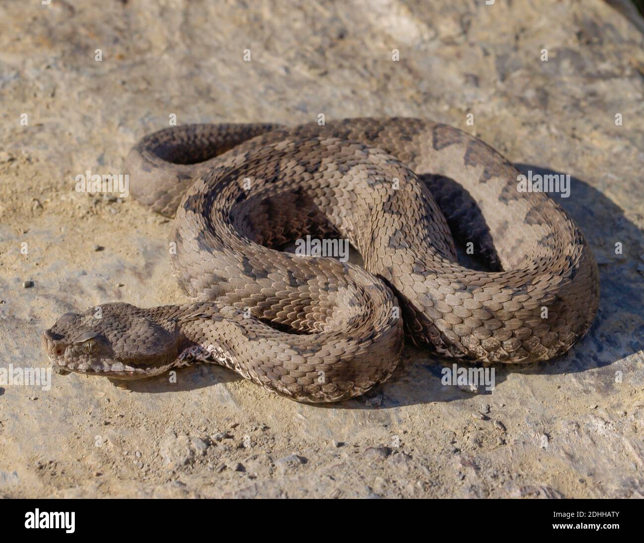 snup nosed adder, Vipera latastei in spain Stock Photo - Alamy