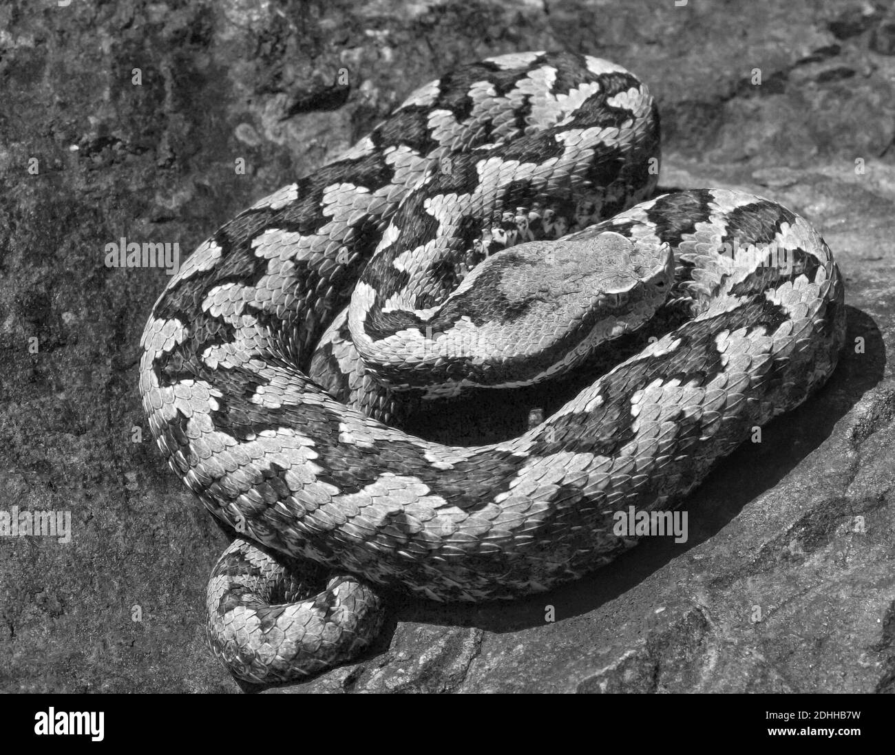 Snub nosed viper hi-res stock photography and images - Alamy