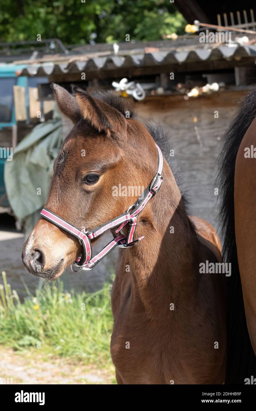 Nice brown foal head, with a to big halter on, in the spring Stock ...