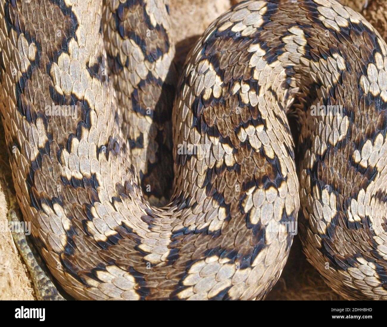 snup nosed adder, Vipera latastei in spain Stock Photo - Alamy