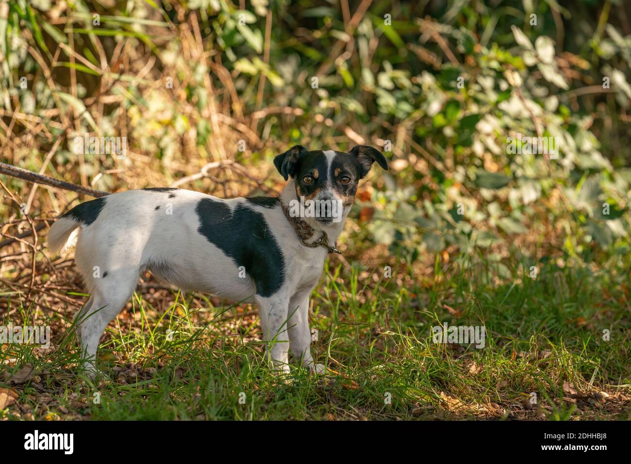 Sad Jack Russell Terrier, dog left alone in a forest, tied with a rope ...