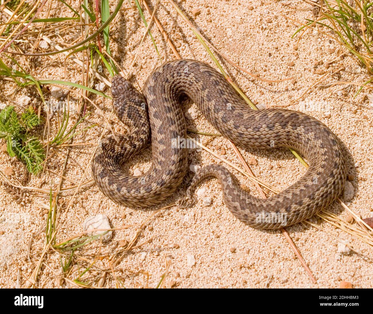 Vipera ursinii macrops, meadow viper in croatia Stock Photo - Alamy