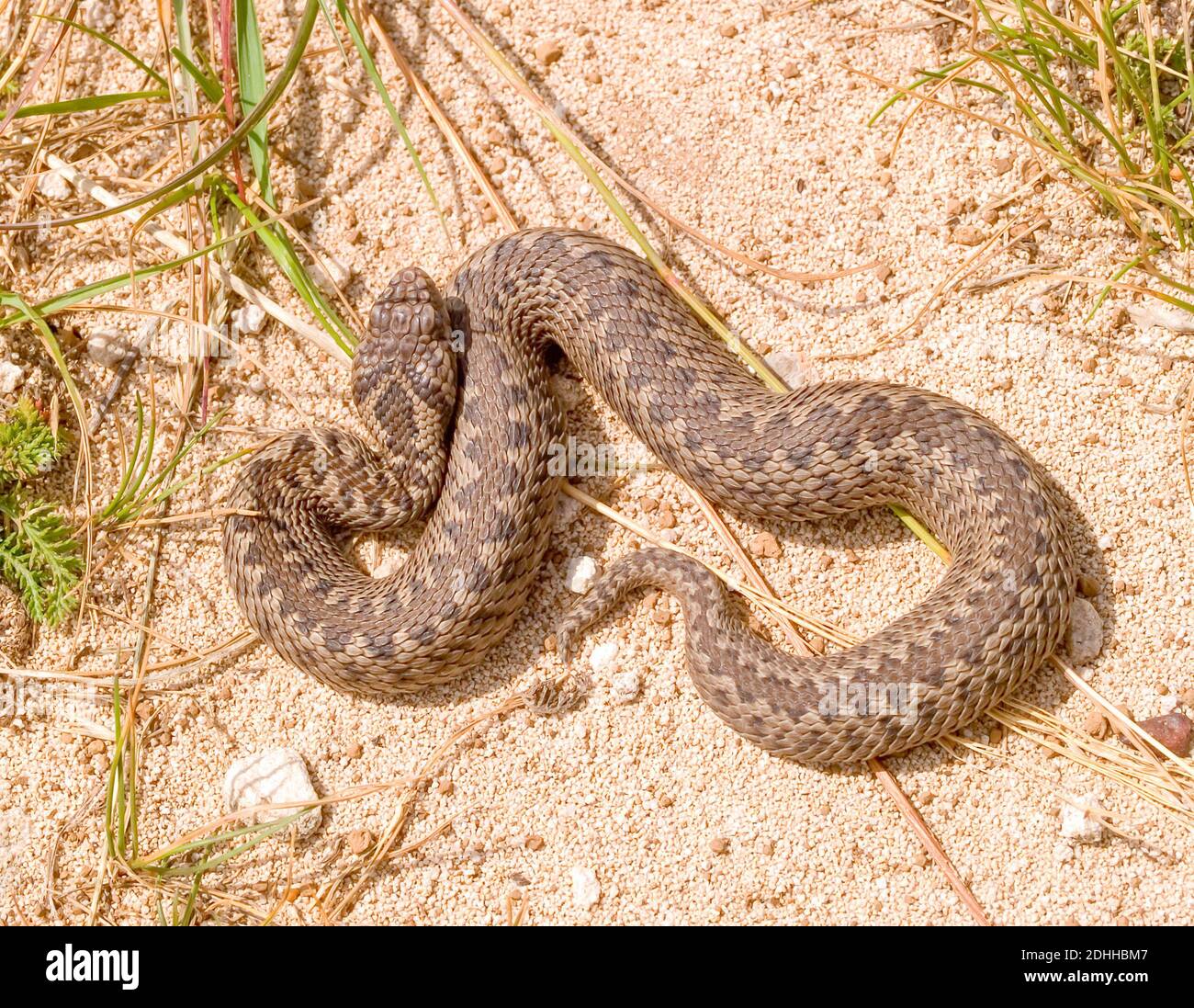 Vipera ursinii macrops, meadow viper in croatia Stock Photo - Alamy