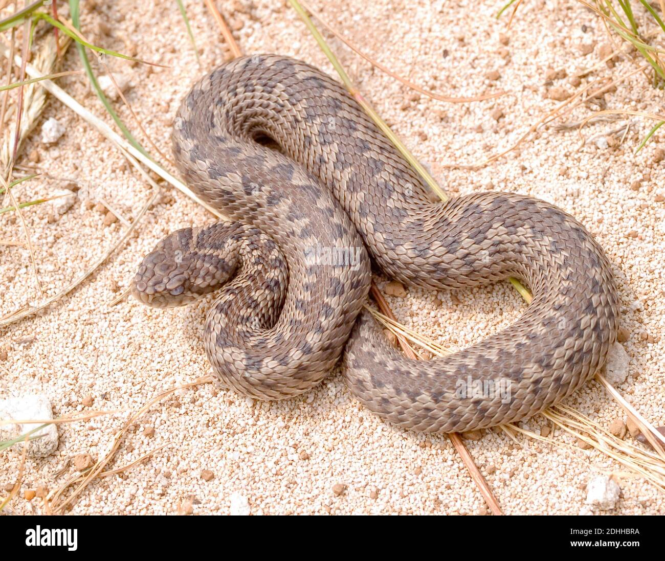 Vipera ursinii macrops, meadow viper in croatia Stock Photo - Alamy