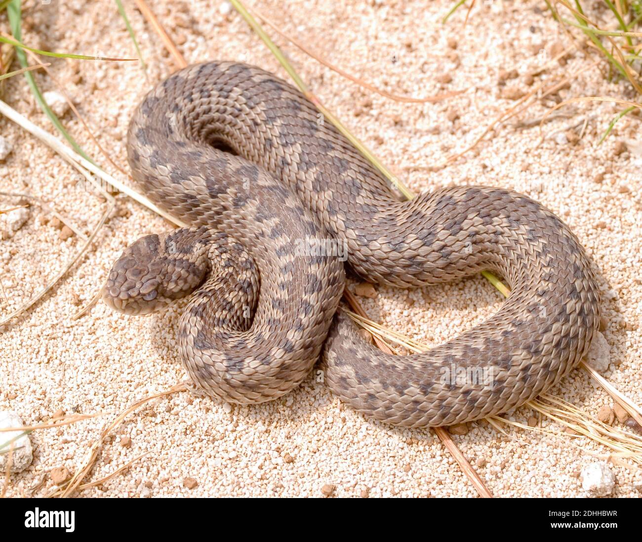 Vipera ursinii macrops, meadow viper in croatia Stock Photo - Alamy