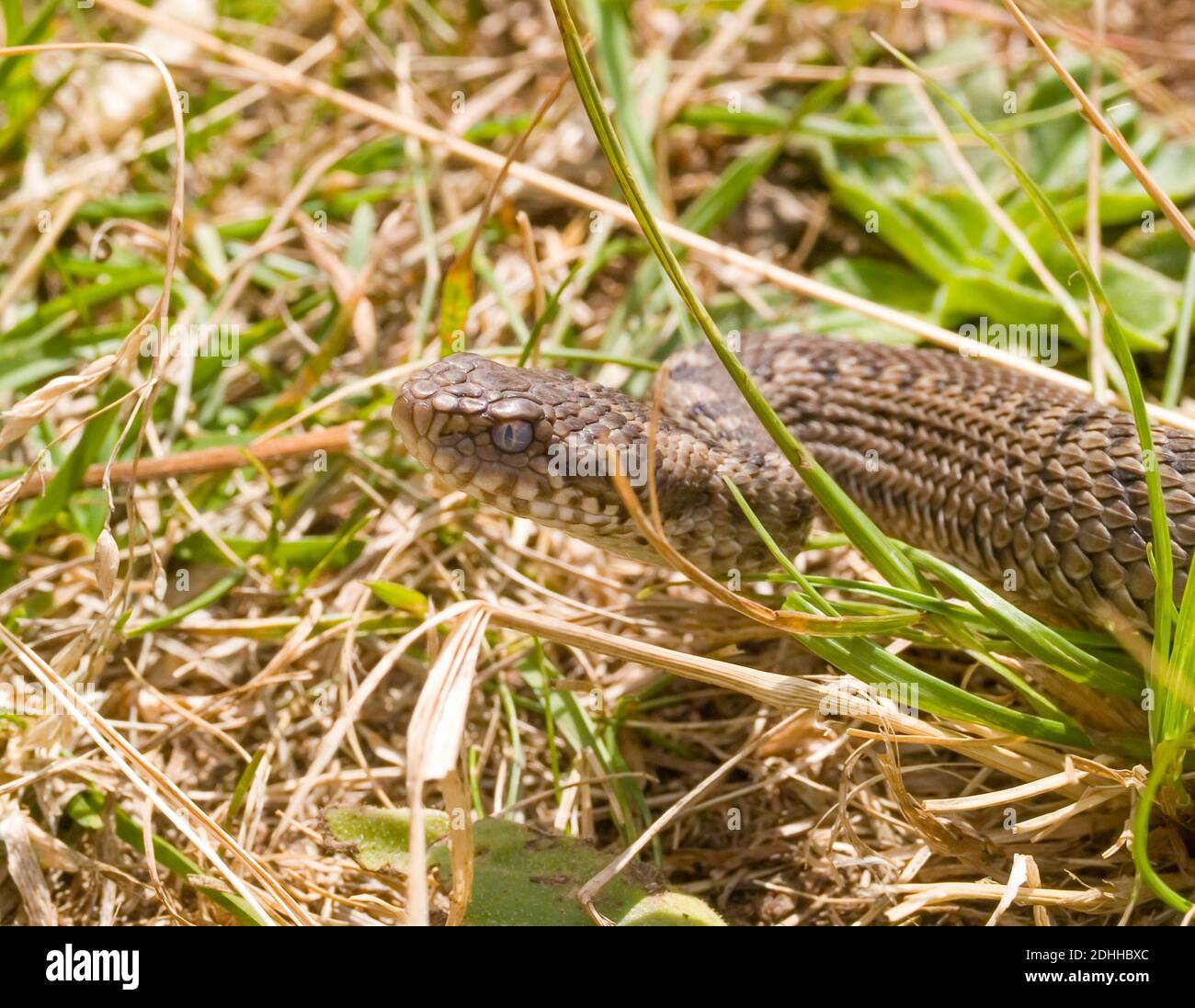 Vipera ursinii macrops, meadow viper in croatia Stock Photo - Alamy