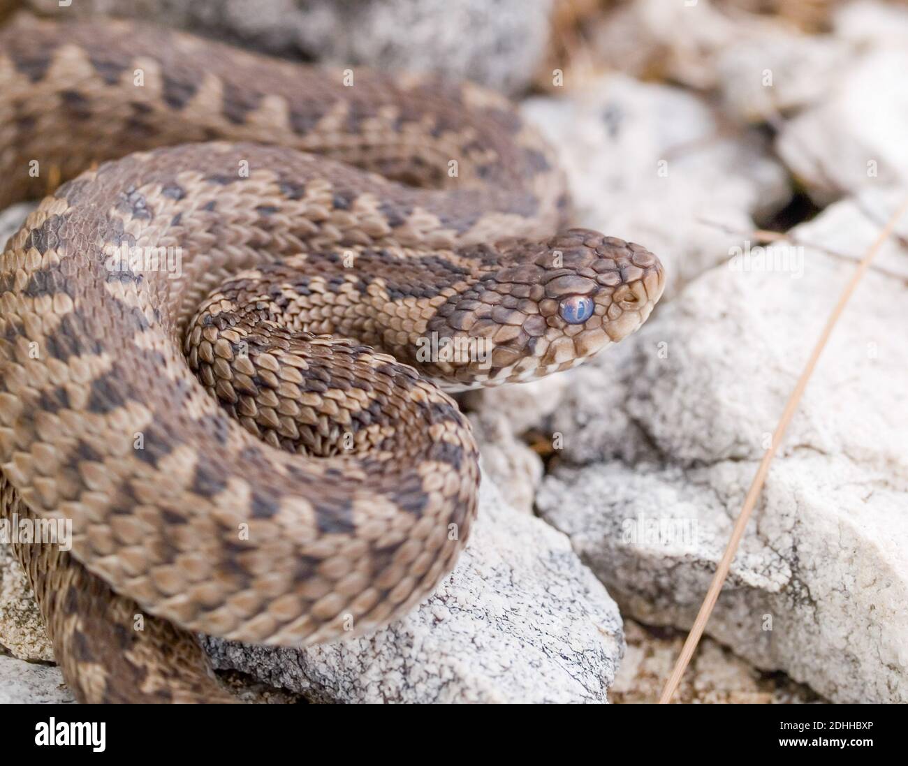 Vipera ursinii macrops, meadow viper in croatia Stock Photo - Alamy