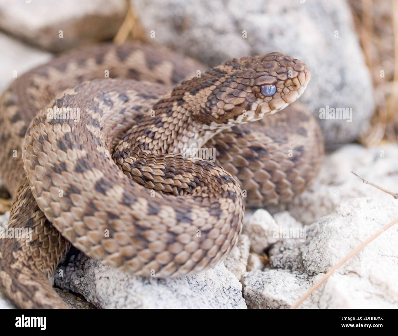 Vipera ursinii macrops, meadow viper in croatia Stock Photo - Alamy