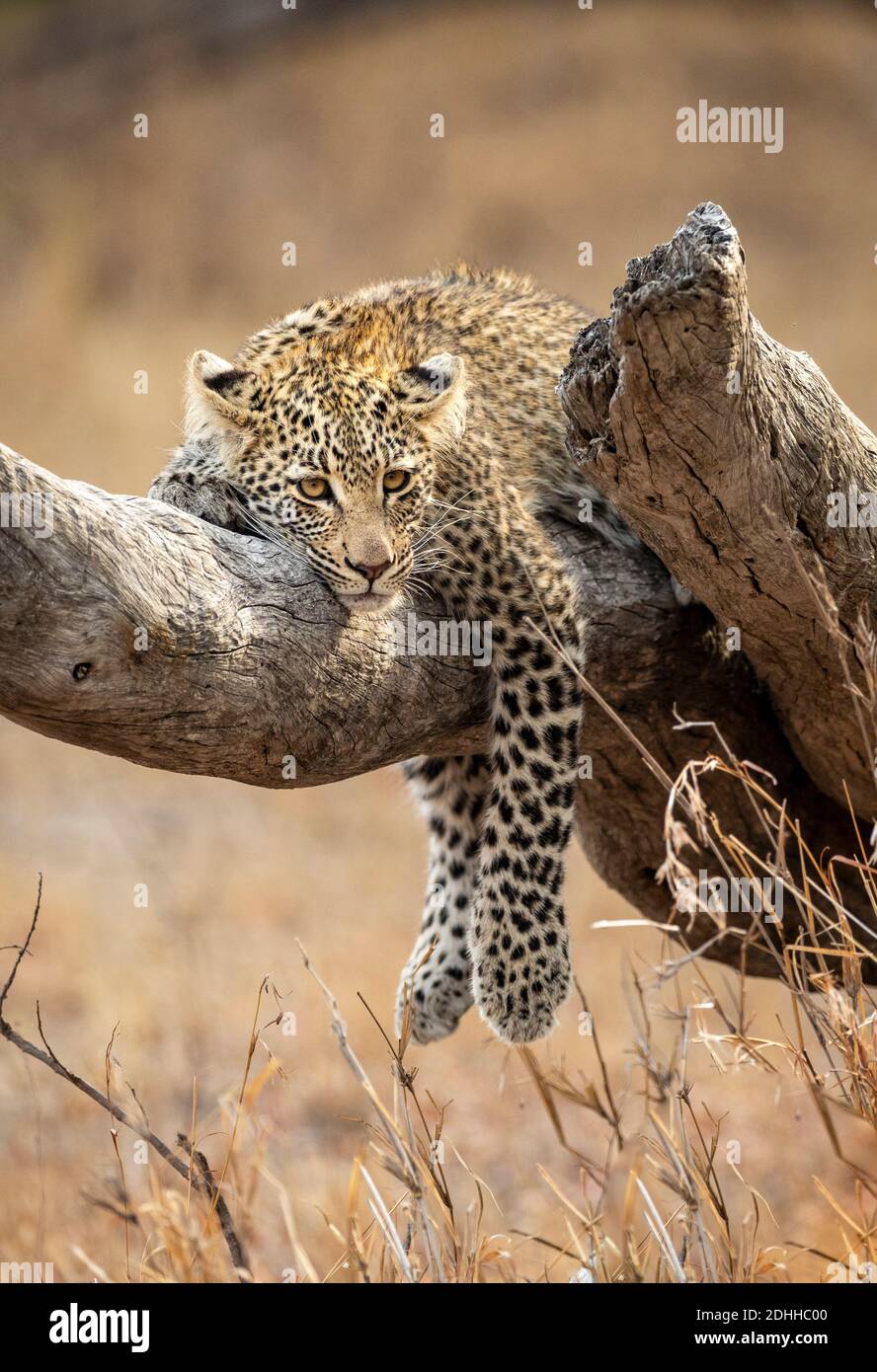 Dead leopard face hi-res stock photography and images - Alamy