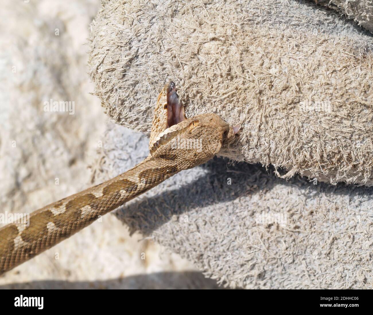 rock viper, Montivipera xanthina, Vipera xanthina in chios, greece ...