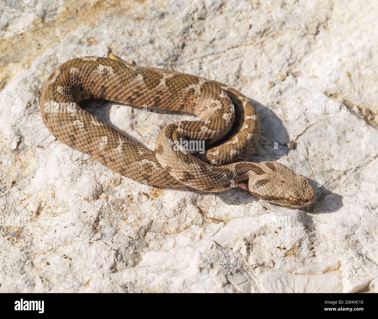 rock viper, Montivipera xanthina, Vipera xanthina in chios, greece ...