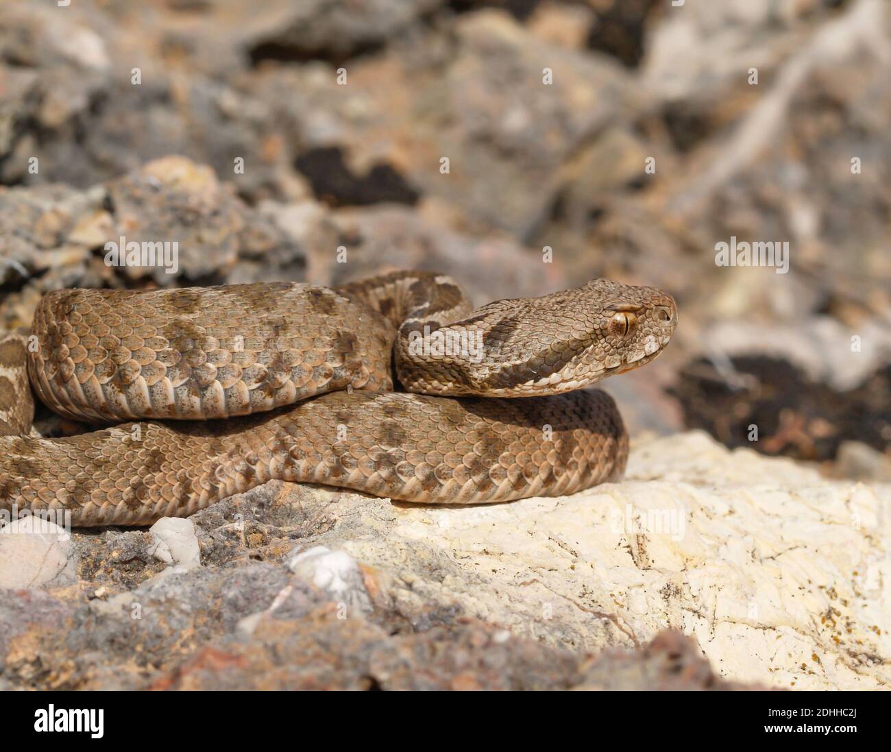 rock viper, Montivipera xanthina, Vipera xanthina in chios, greece ...