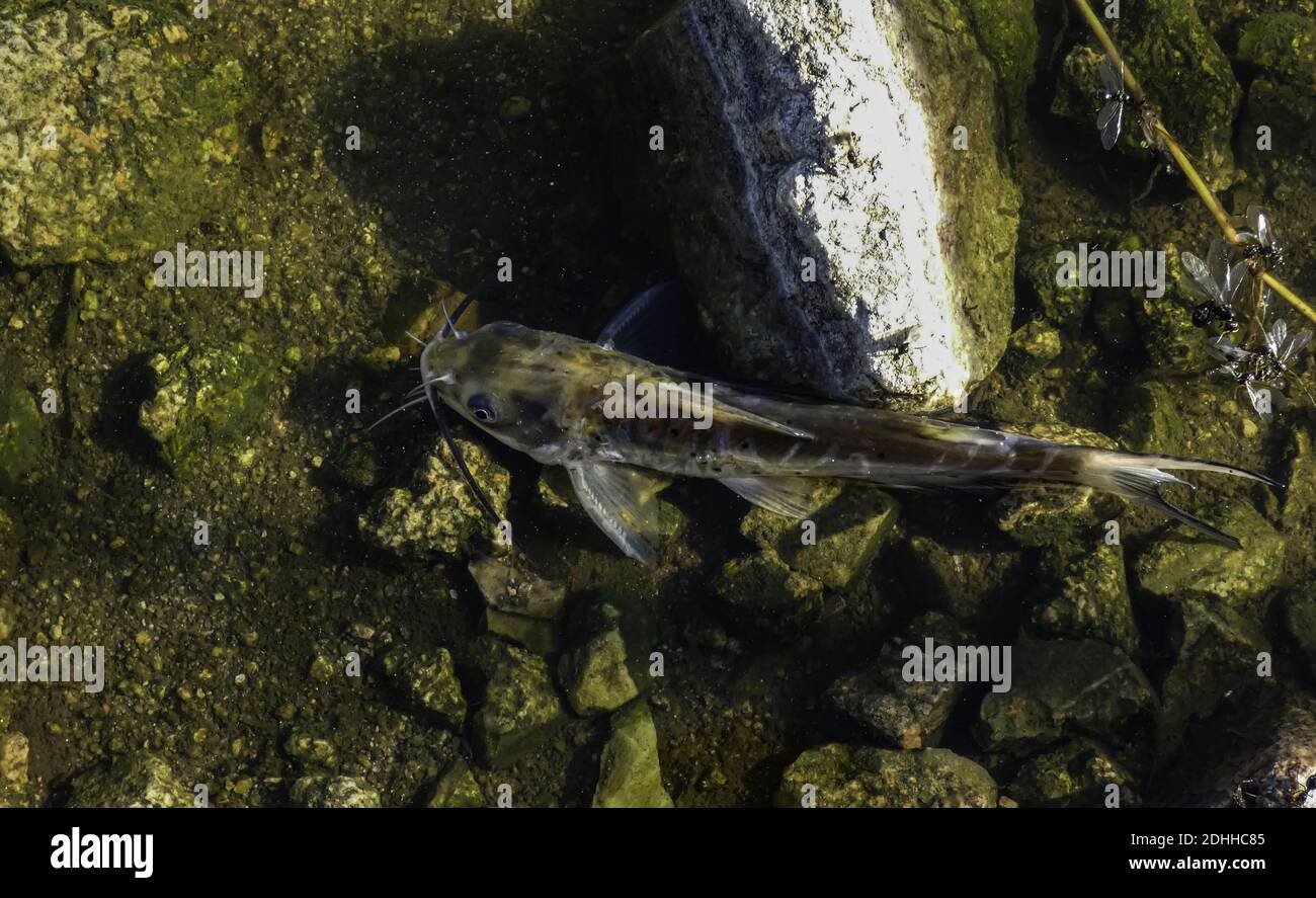 A top view of a fish in a river with clear water Stock Photo - Alamy