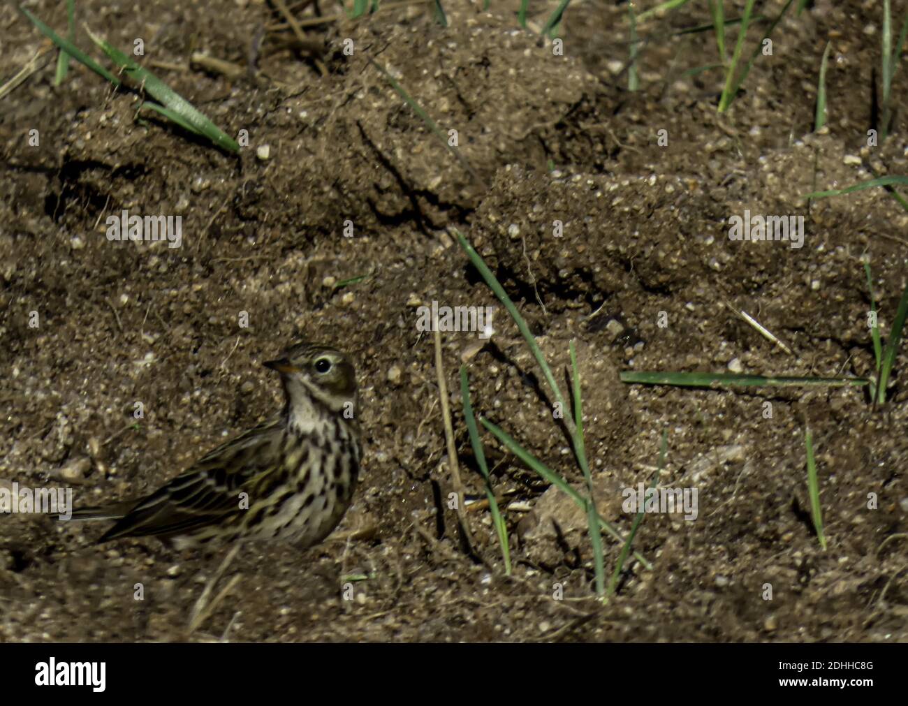 A closeup of a cute bird sitting on the ground Stock Photo - Alamy