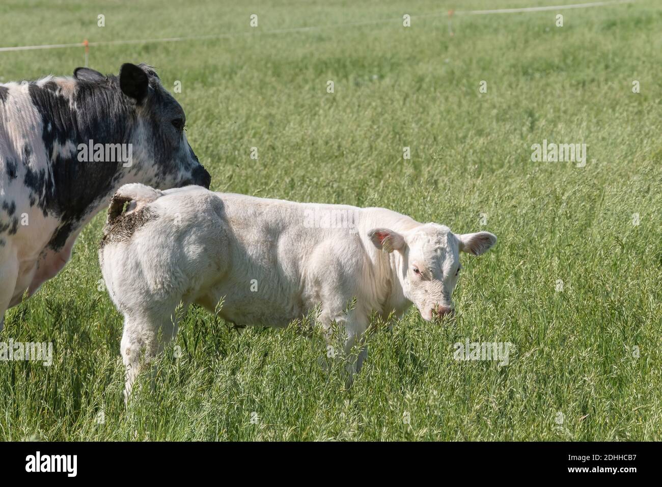 A white calf stands in the pasture next to its mother,looking curiously ...