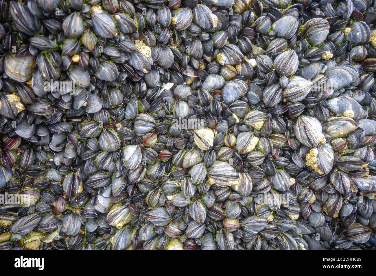 Mussels hanging on a rock. Background wallpaper Stock Photo - Alamy
