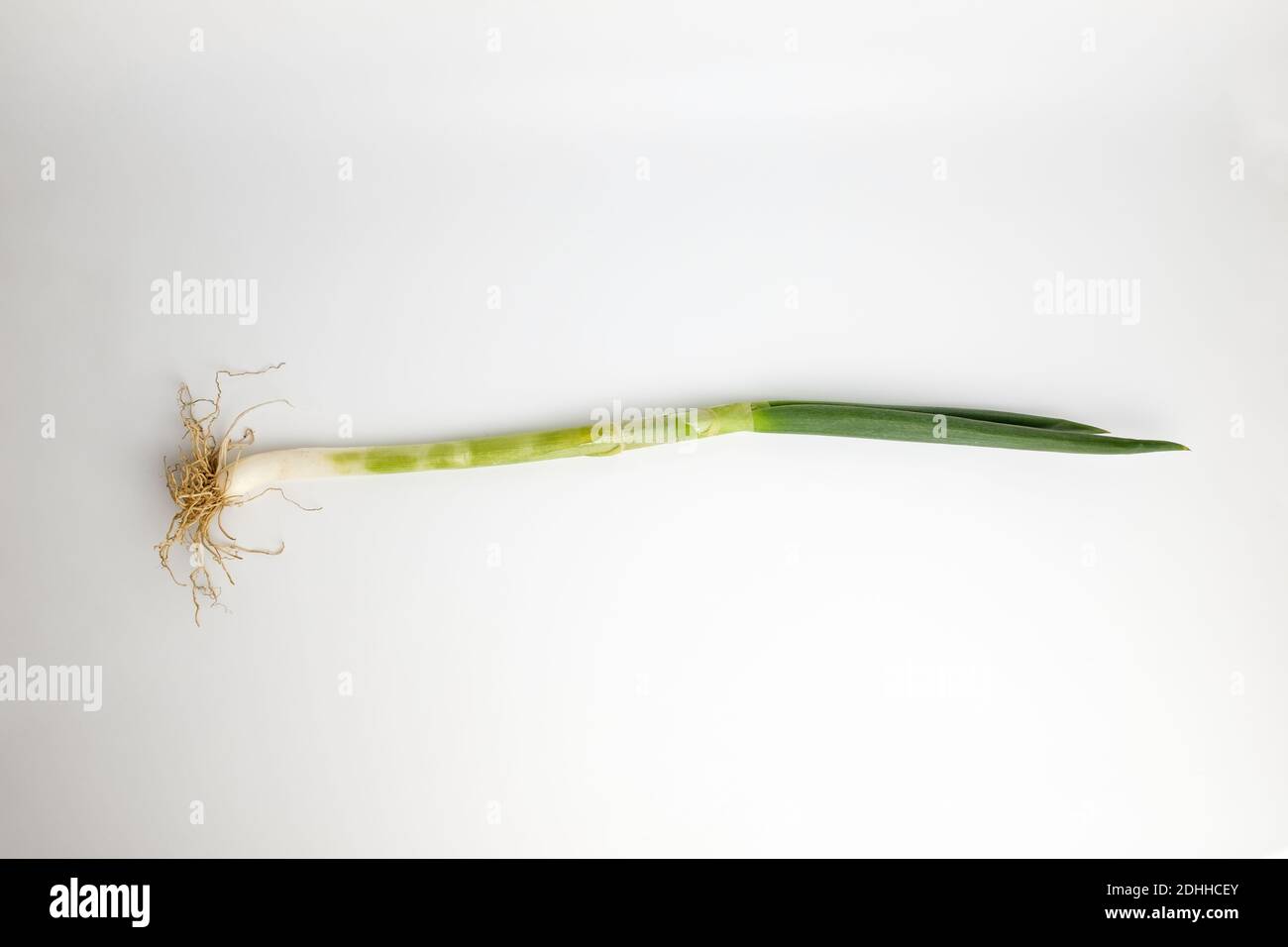 Long plant roots hi-res stock photography and images - Alamy