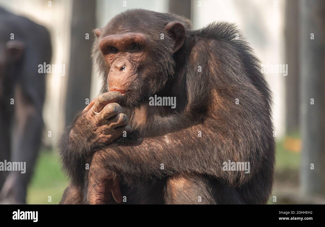 Chimpanzee primate eating fruits at an Indian wildlife reserve Stock ...