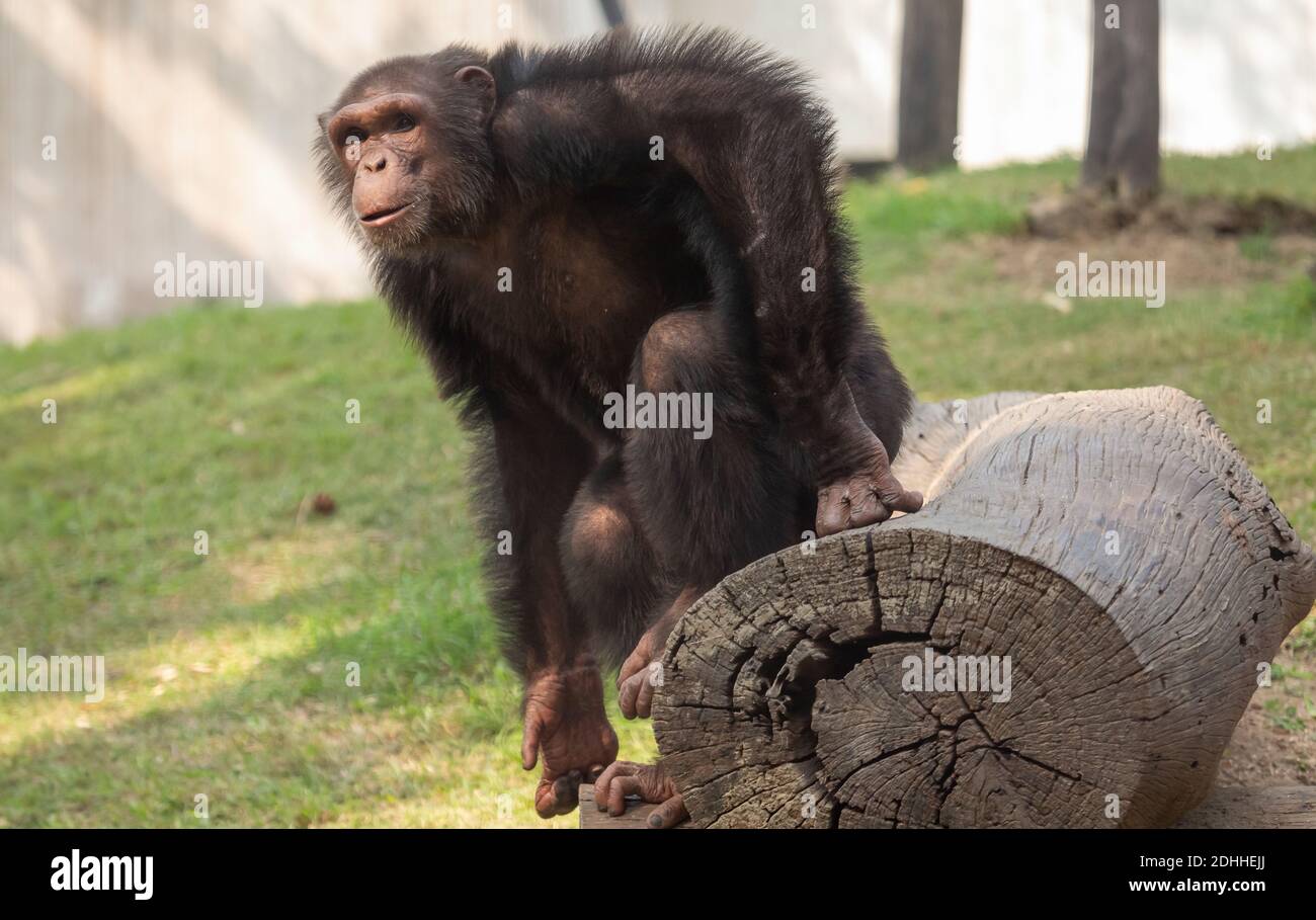Chimpanzee ape with cute facial expression sitting on a fallen tree ...