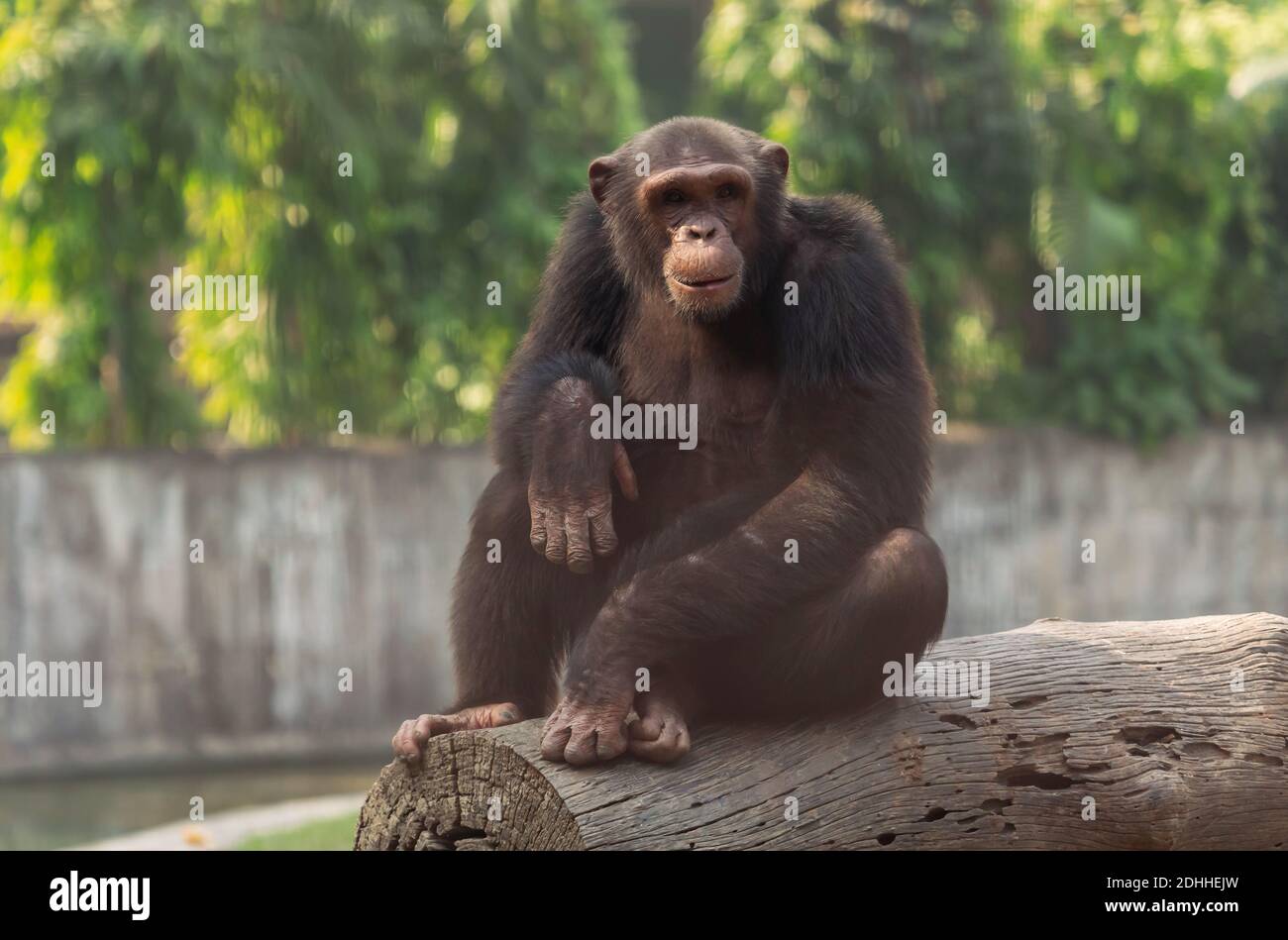 Chimpanzee ape with cute facial expression sitting on a fallen tree ...
