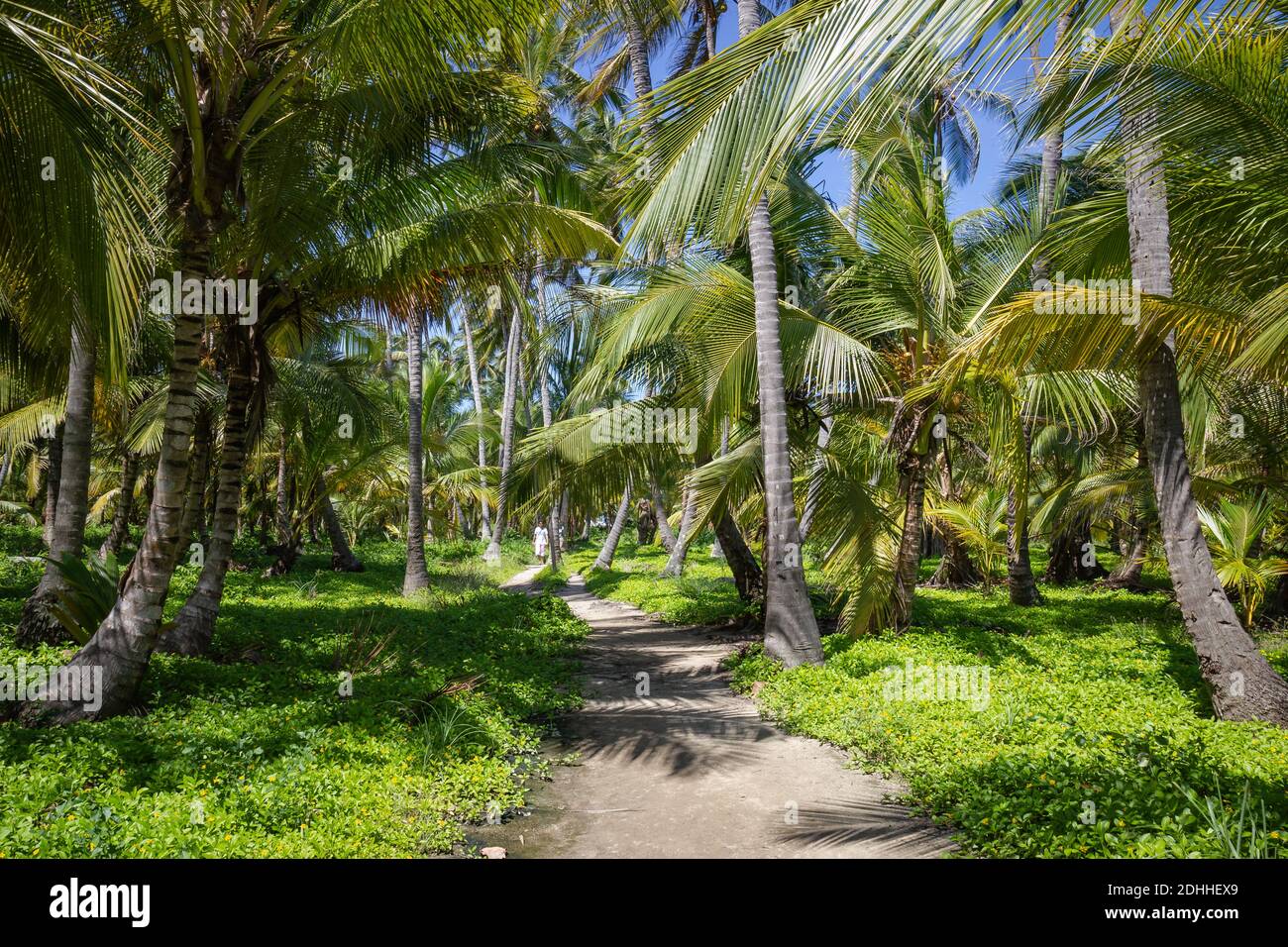 Pathway in the forest of coconut palm trees Stock Photo - Alamy