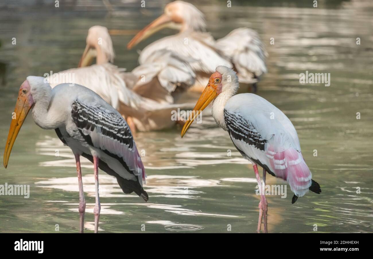 Painted stork migratory birds in swamp water at Indian wildlife ...