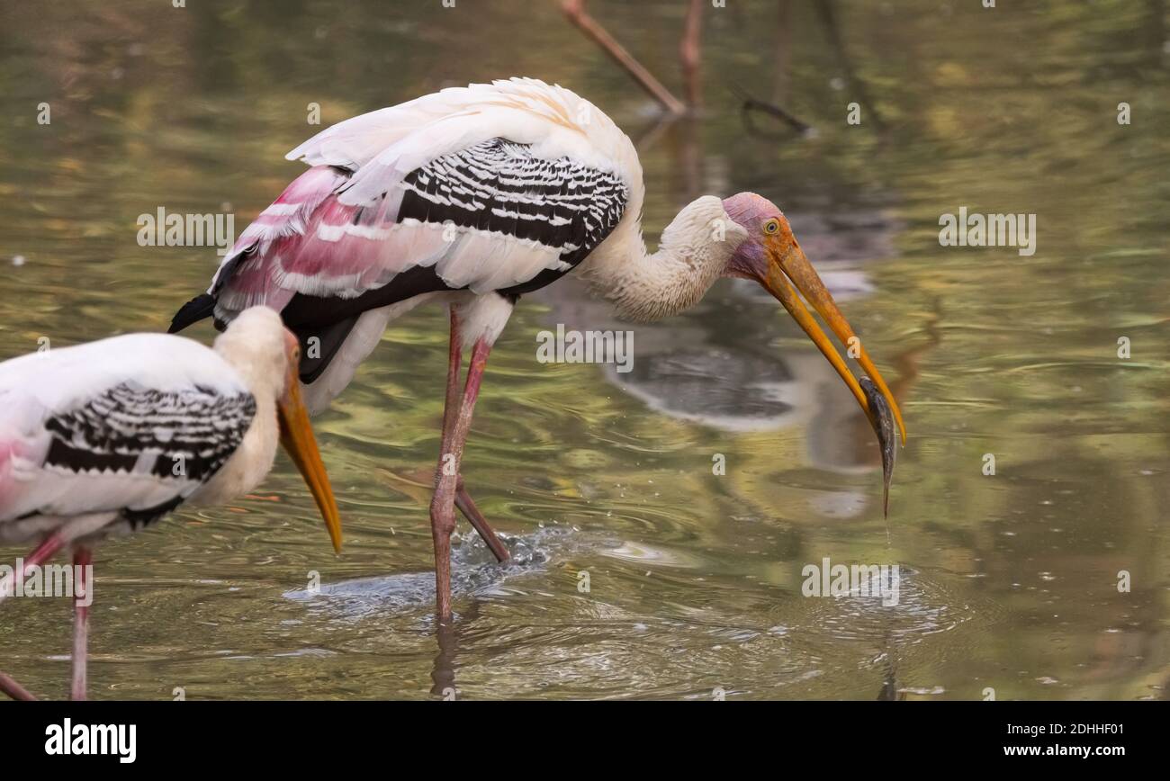 Painted stork migratory birds in swamp water at Indian wildlife ...