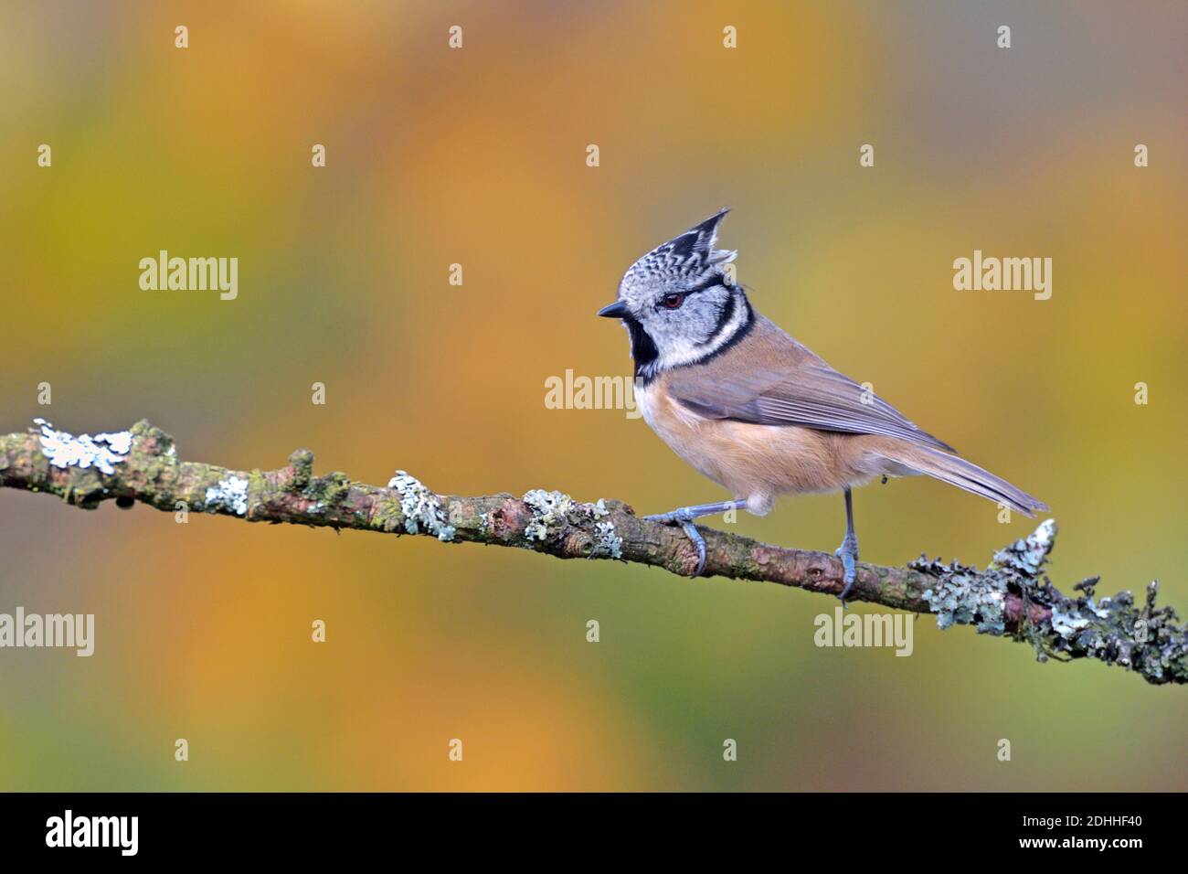 Haubenmeise,(Parus cristatus), sitzt, Zweig, seitlich, Biotop ...