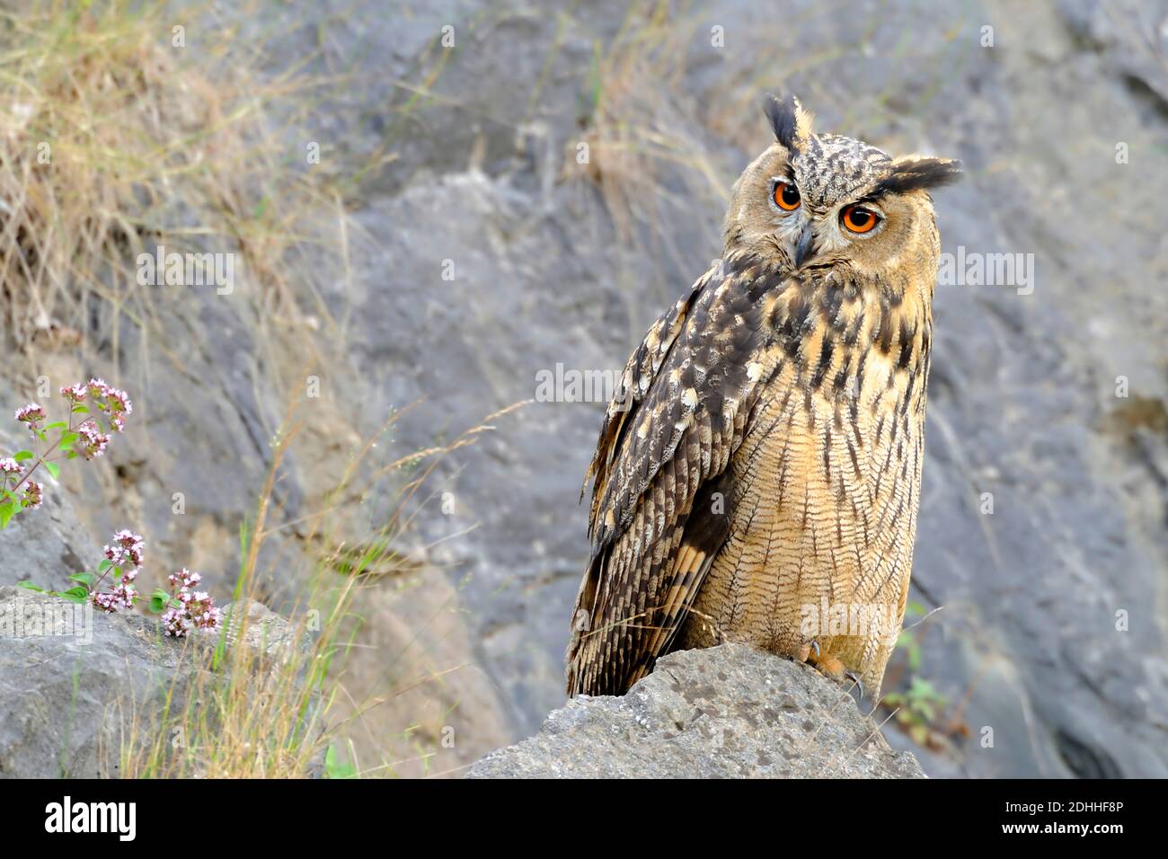Uhu, (Bubo bubo Stock Photo - Alamy