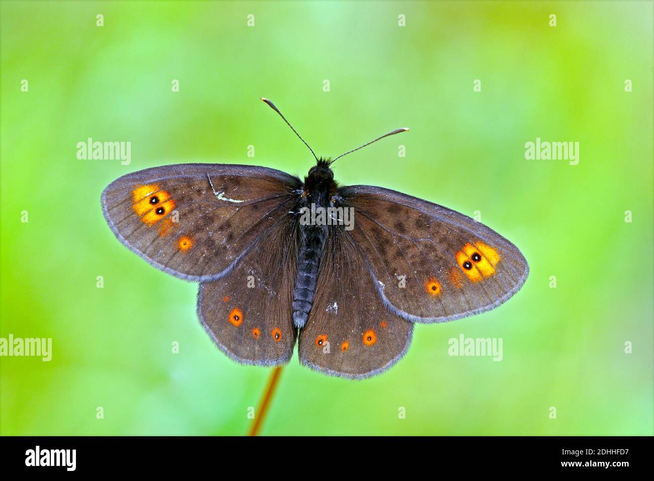 Erebiam medusa hi-res stock photography and images - Alamy