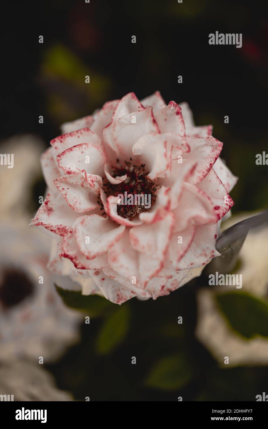 A vertical shot of a white rose with red spots Stock Photo - Alamy