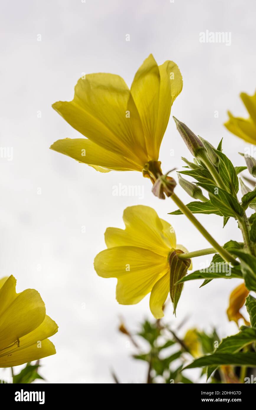 Yellow evening primrose flowers hi-res stock photography and images - Alamy