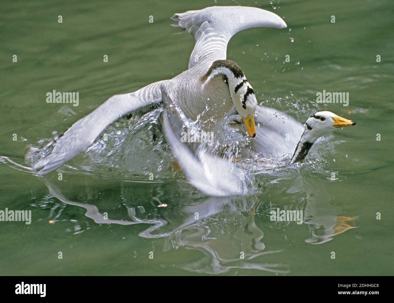 Bar Headed Goose, anser indicus, Pair Mating Stock Photo - Alamy