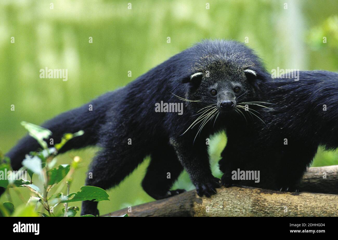 Binturong Civet or Asian Bearcat, arctictis binturong, Adult Stock ...