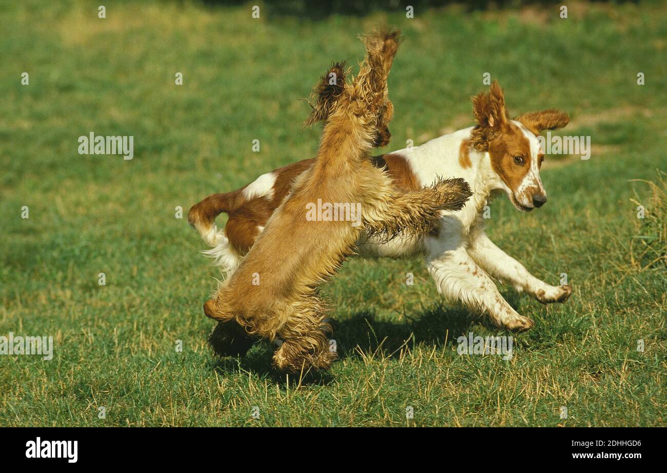 English Cocker Spaniel, Adults playing on Grass Stock Photo - Alamy