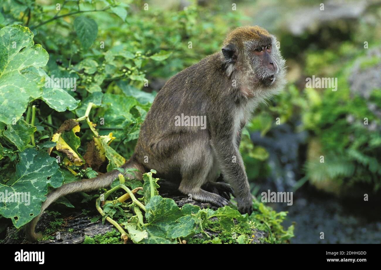 Long Tailed Macaque, macaca fascicularis, Adult sitting Stock Photo - Alamy