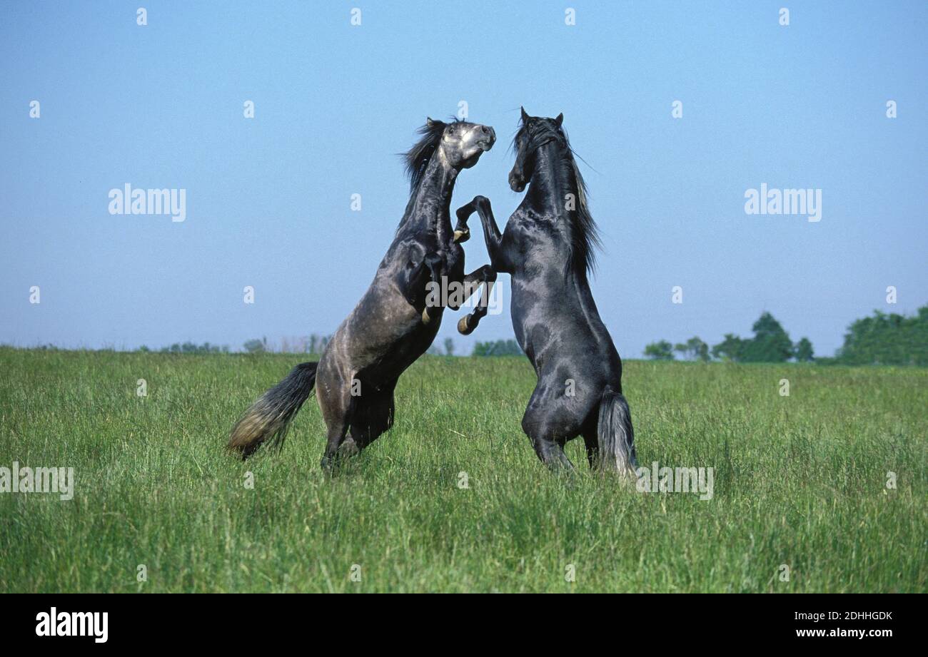 Lusitano Horse, Stallions Fighting Stock Photo - Alamy