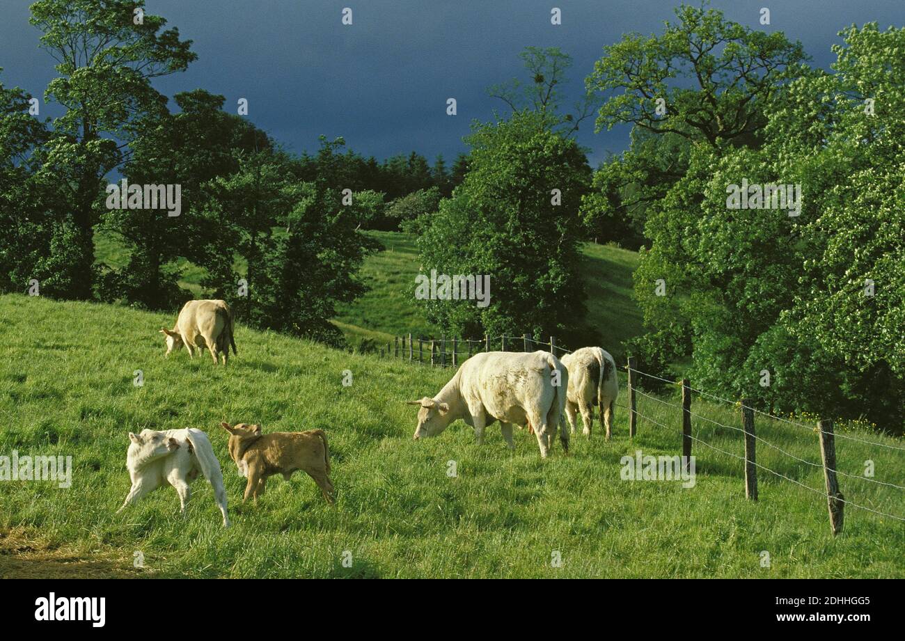 Domestic Cattle, Cows and Calf standing in Meadow, Normandy Stock Photo ...