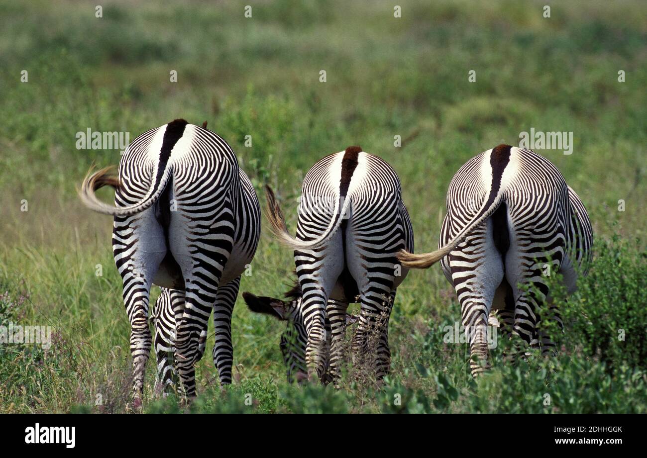 Zebra bum hi-res stock photography and images - Alamy