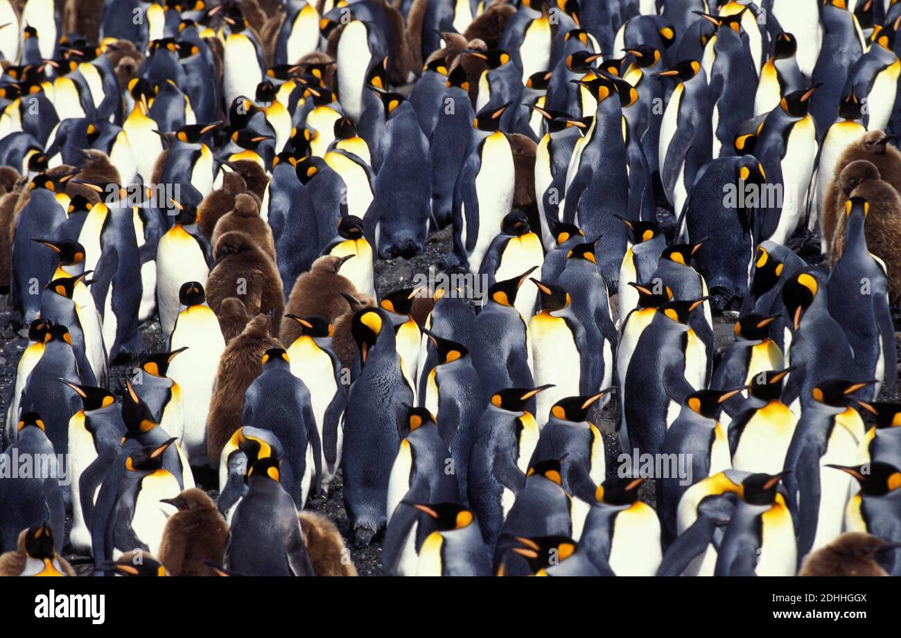 King Penguin, aptenodytes patagonica, Colony at Salisbury Plain in ...