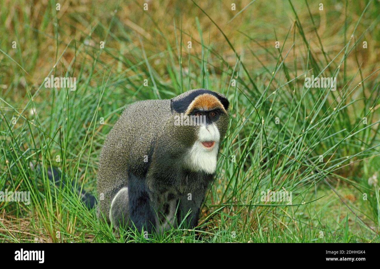 De Brazza's Monkey, cercopithecus neglectus, Male sitting on long Grass ...