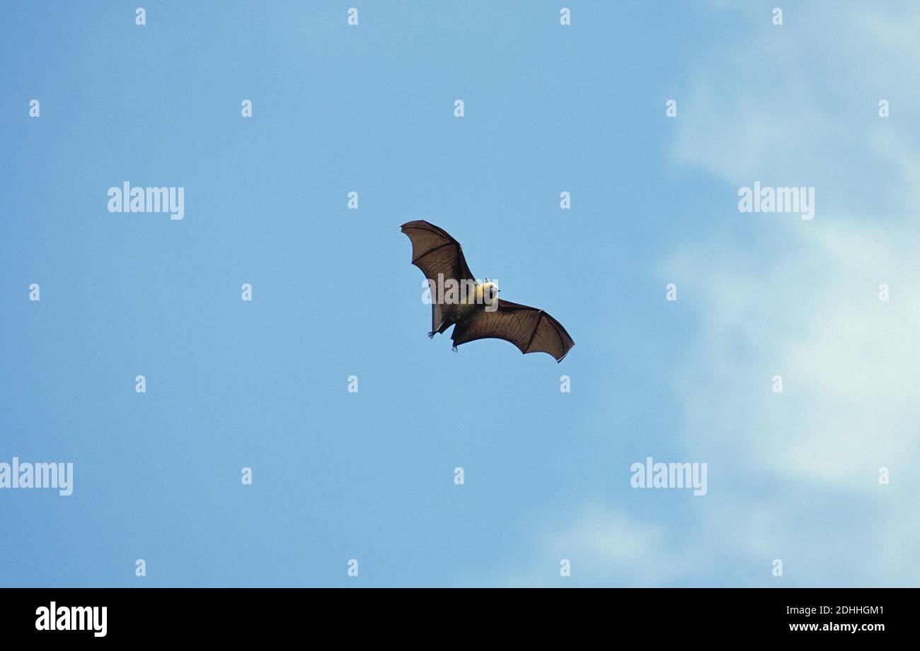 Adult flying fox pteropus hi-res stock photography and images - Alamy