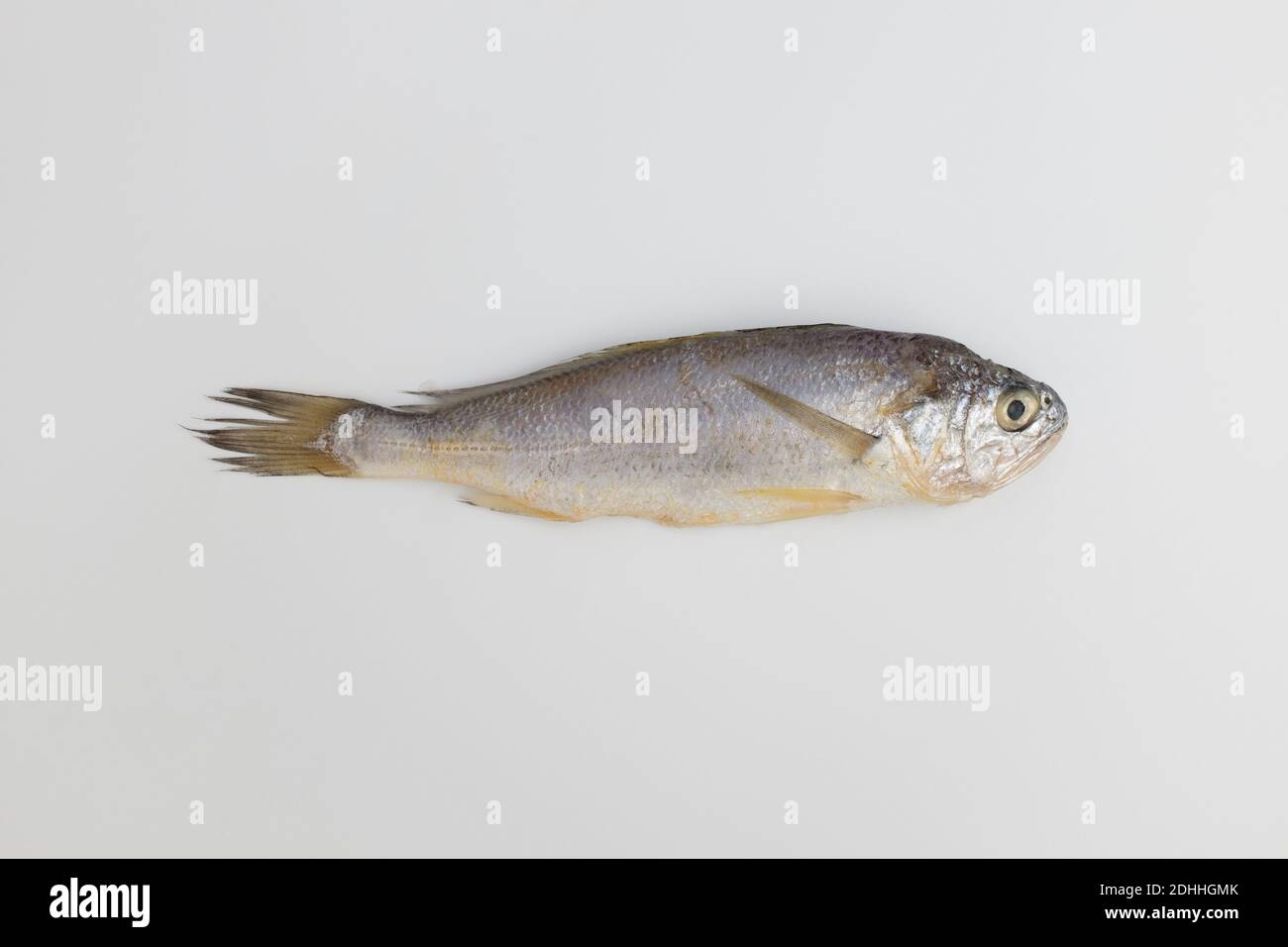 Corvina fish hi-res stock photography and images - Alamy