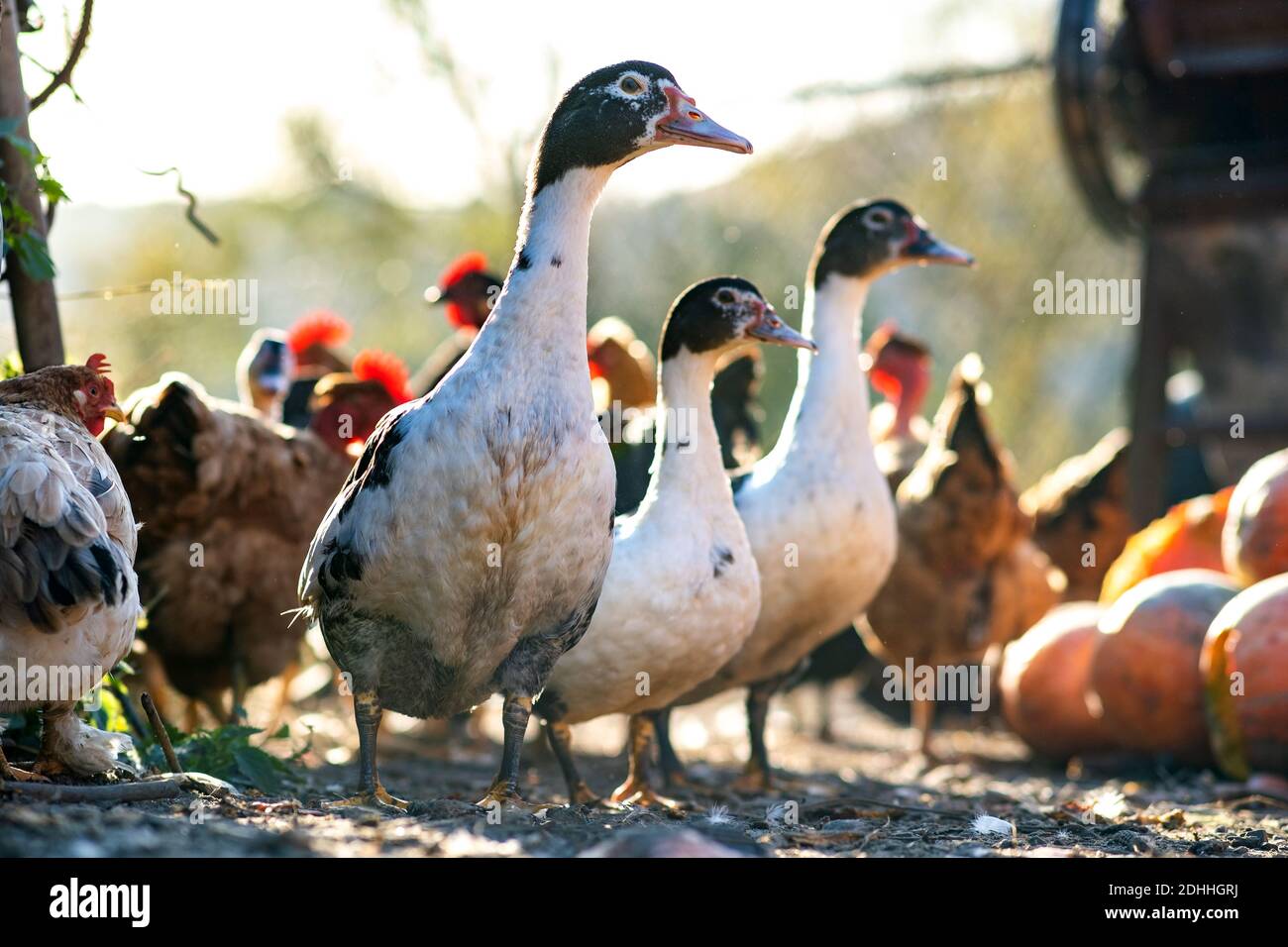 Ducks feed on traditional rural barnyard. Detail of a duck head. Close ...