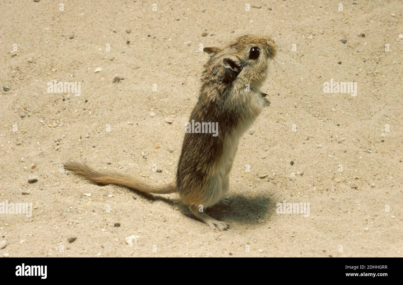 Small Egyptian Gerbil, gerbillus gerbillus, Adult standing on Hind Legs ...
