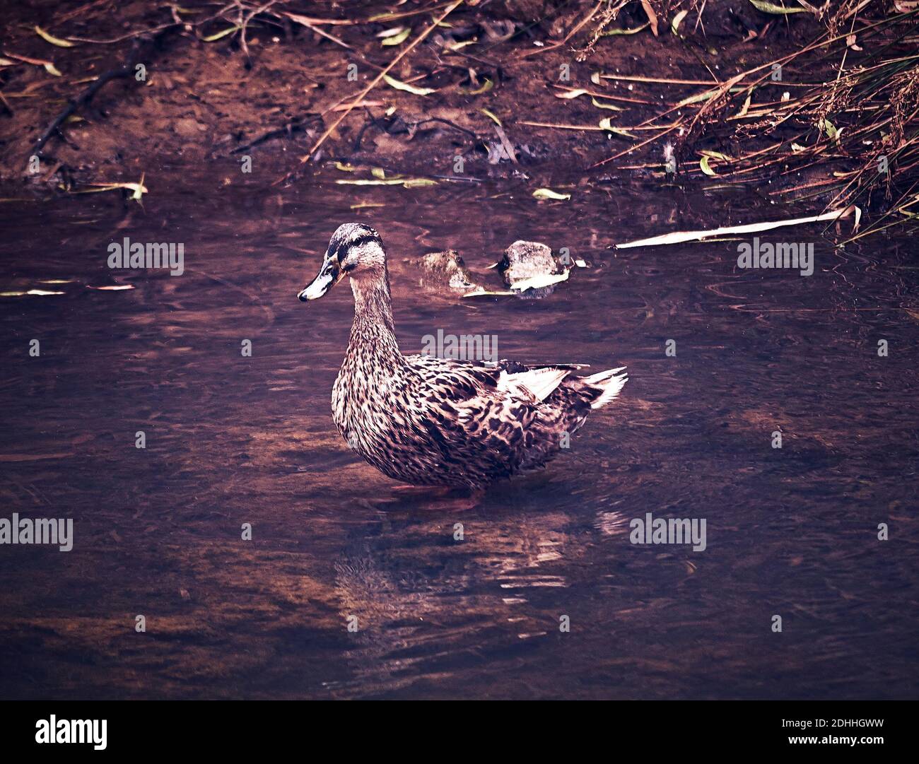 Cusk hi-res stock photography and images - Alamy