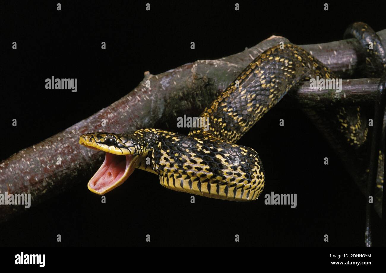 Tropical Rat Snake, spilotes pullatus, Adult with Open Mouth, in ...