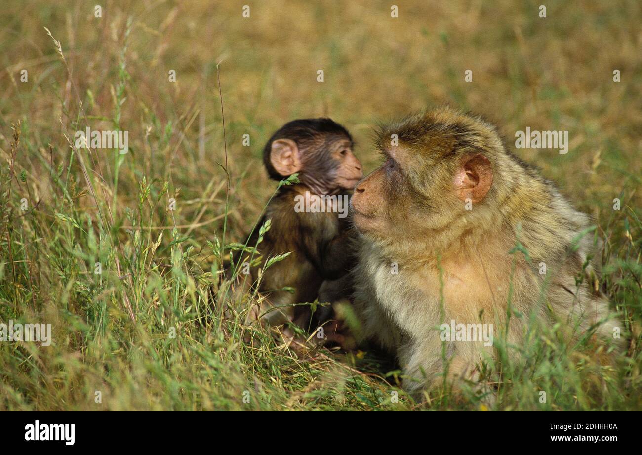 Barbary Macaque, macaca sylvana, Mother with Young Stock Photo - Alamy