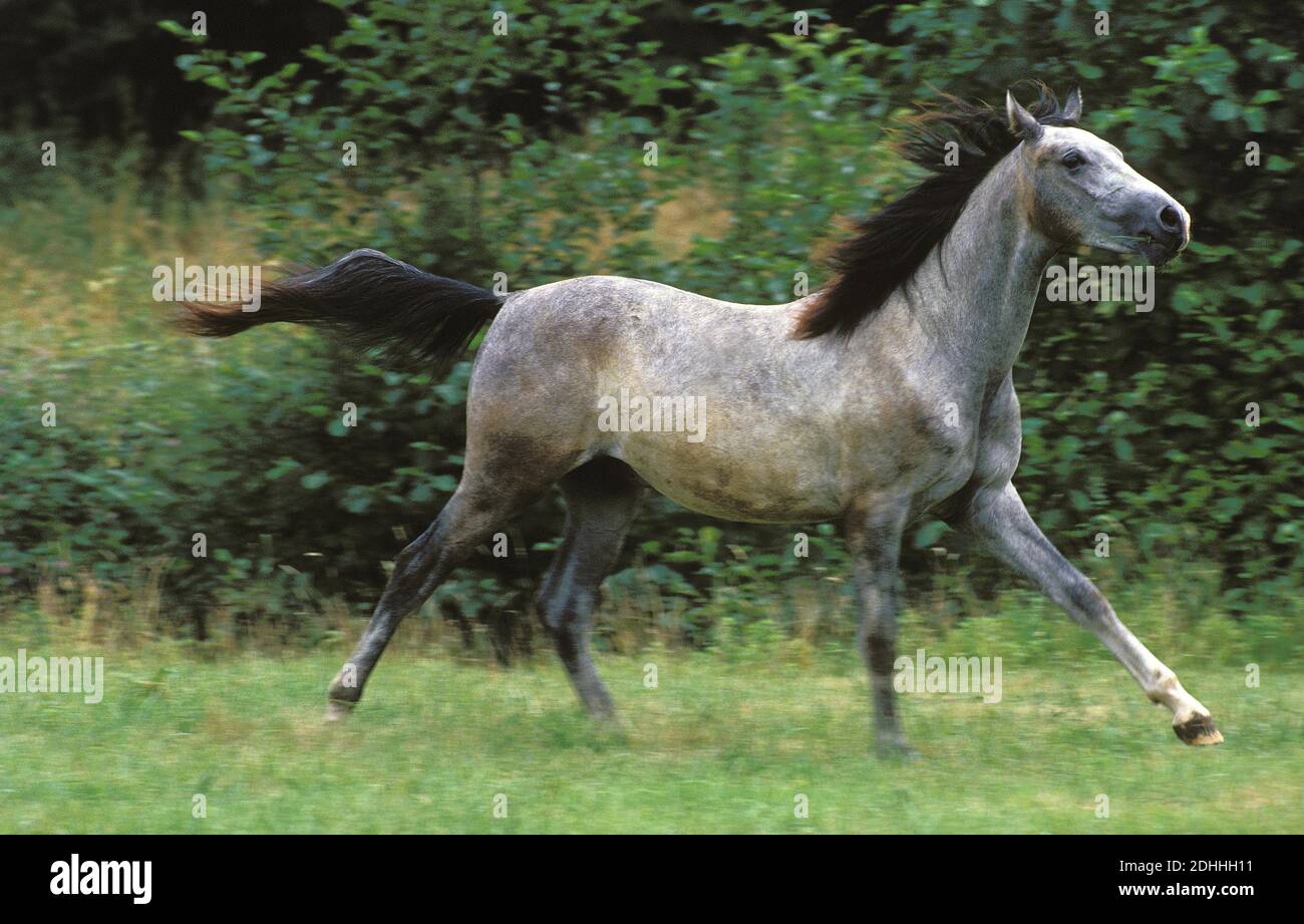 Shagya Horse, Adult Galloping through Paddock Stock Photo - Alamy